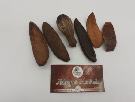 Kasa Tree Pods - Buzzard Wholesale
